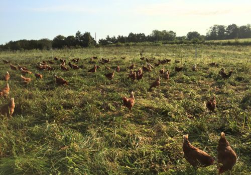 Taste The Sunshine Eggs by Fed From The Farm
